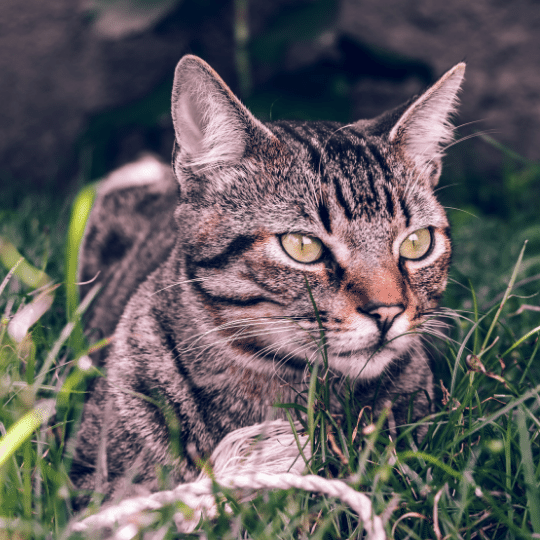 The Beautiful and Simple Street Cat of Brazil. Brazilian Shorthair Cat ...