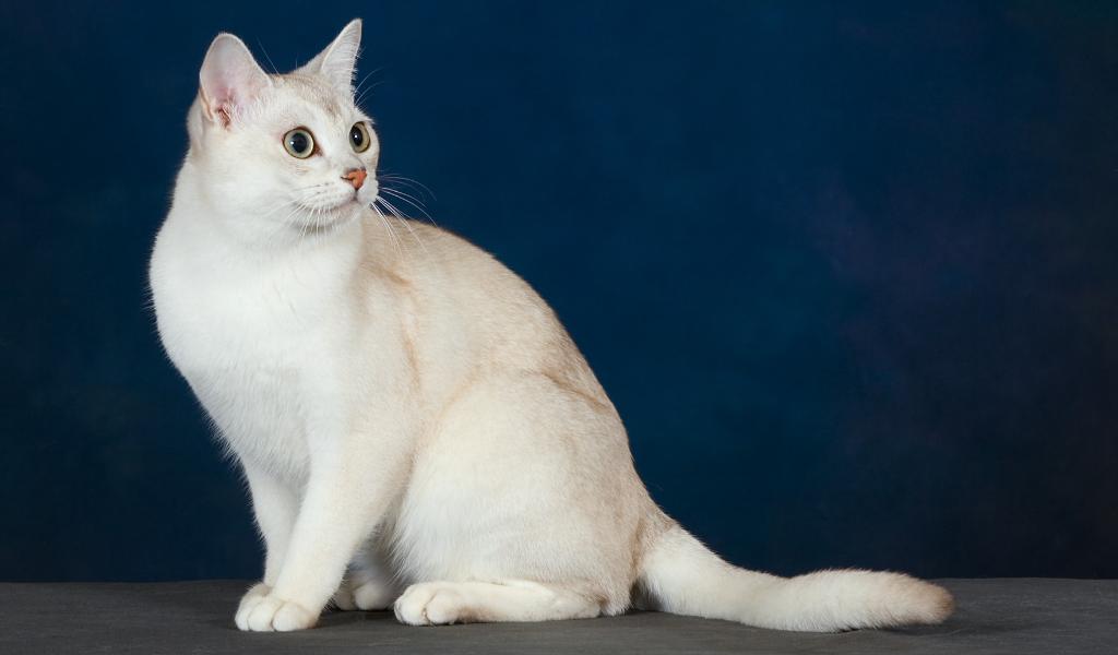 The Enigmatic Burmilla: A Tale of Elegance and Charm | Meow Cats - Cat ...
