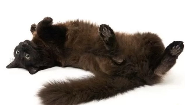 The Majestic Chantilly-Tiffany Cat | Meow Cats - Cat Breeds & Types of Cats