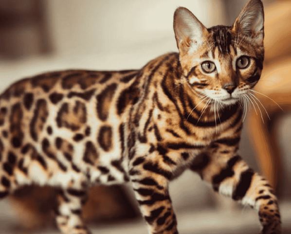 Cheetoh Cats: The Wild Beauty in a Domestic Companion | Meow Cats - Cat ...