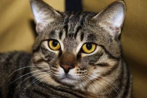 Why Everyone Should Own a Chinese Li Hua | Cat Breeds And Types Of Cats