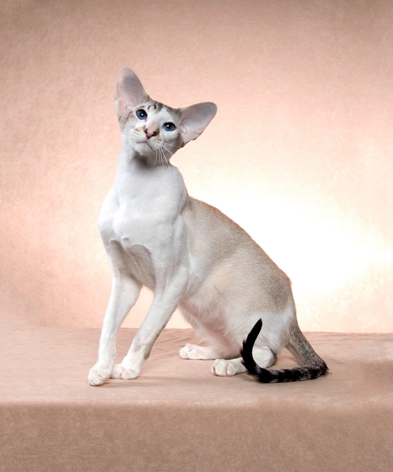 The Javanese Cat – Silky, Beautiful, and Rambunctious | Meow Cats - Cat ...