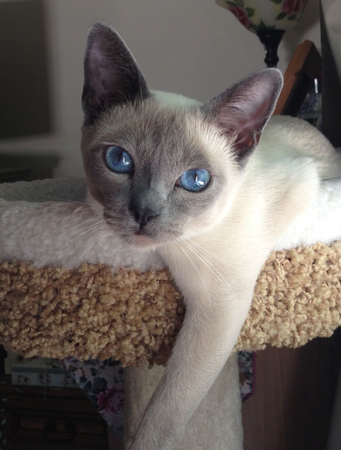 The Enigmatic Charm of Tonkinese Cats: Unveiling their Fascinating ...