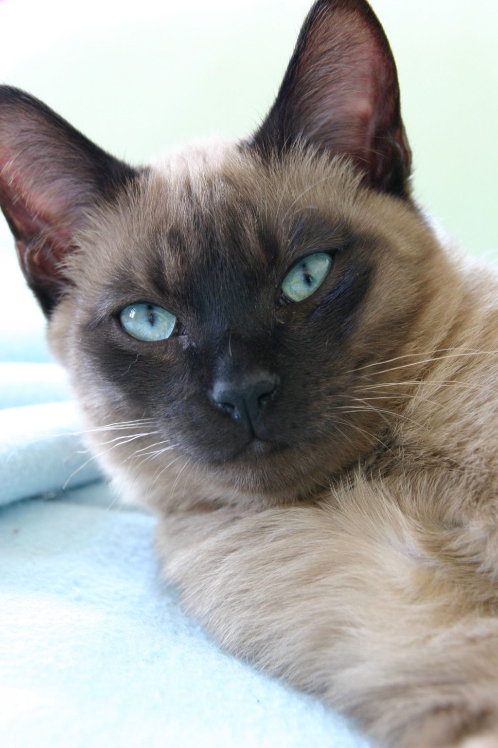 The Enigmatic Charm of Tonkinese Cats: Unveiling their Fascinating ...