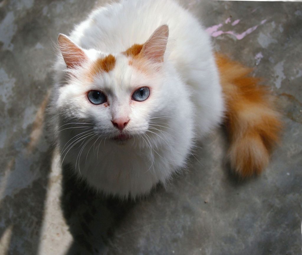 The Turkish Van: A Legendary Swimmer and Elegant Companion | Meow Cats ...