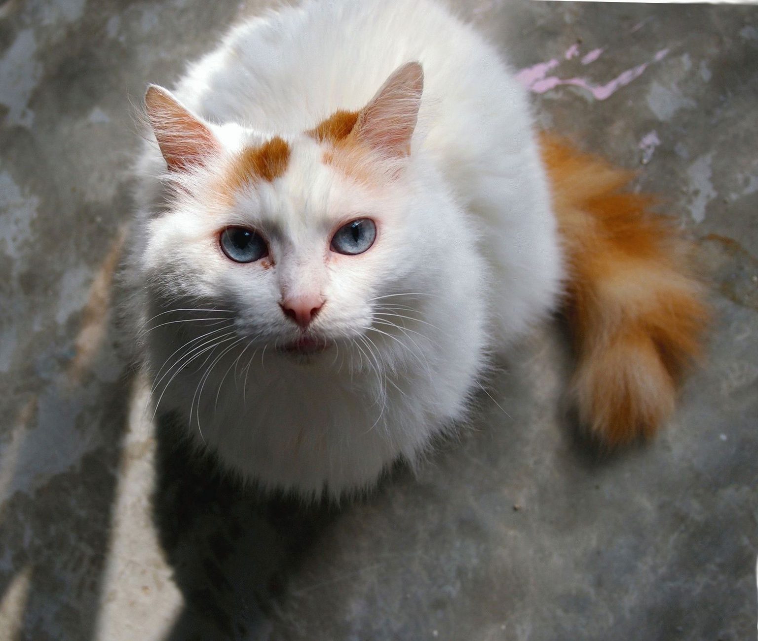 The Turkish Van: A Legendary Swimmer and Elegant Companion | Meow Cats ...