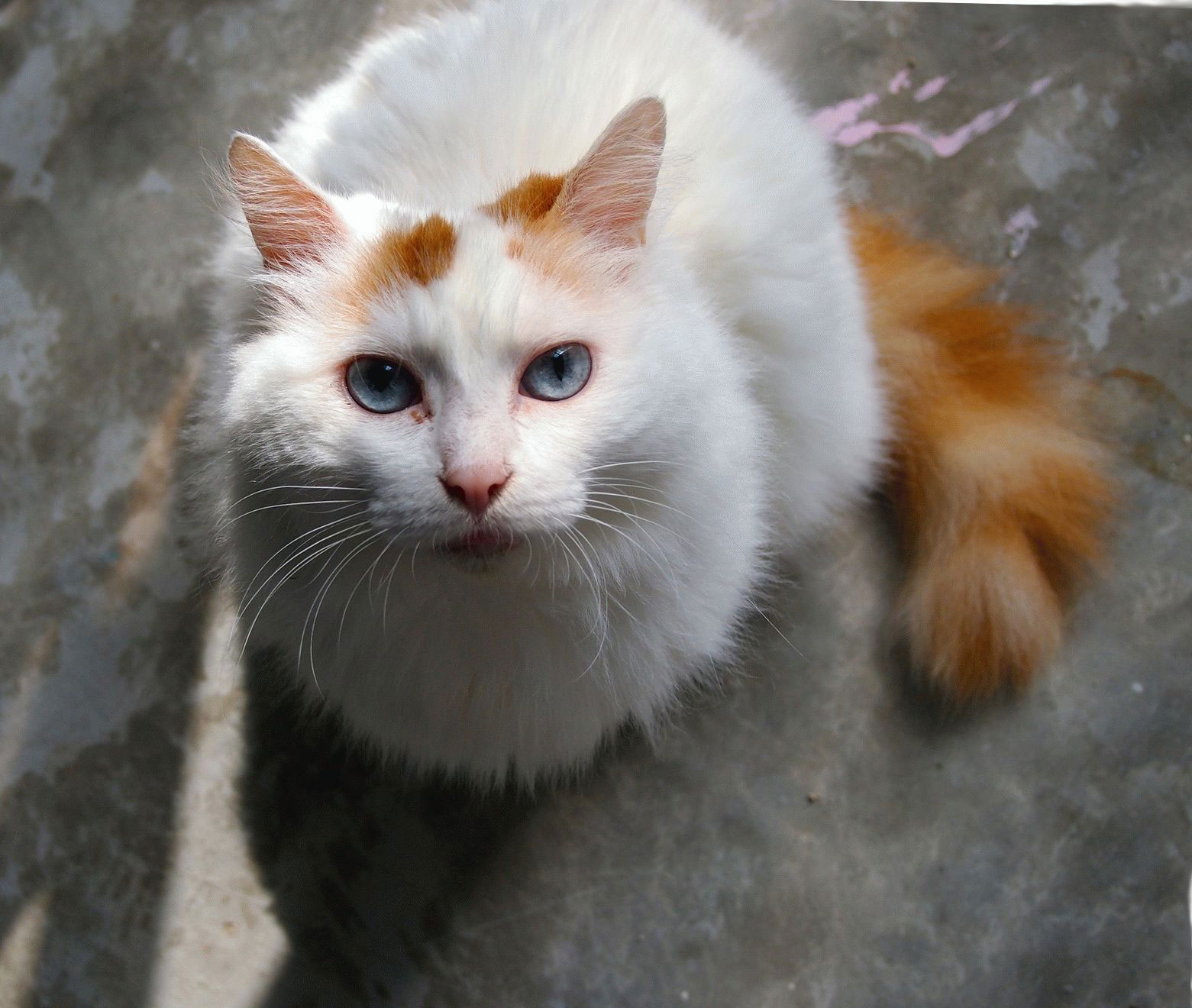 The Turkish Van: A Legendary Swimmer and Elegant Companion | Cat Breeds ...