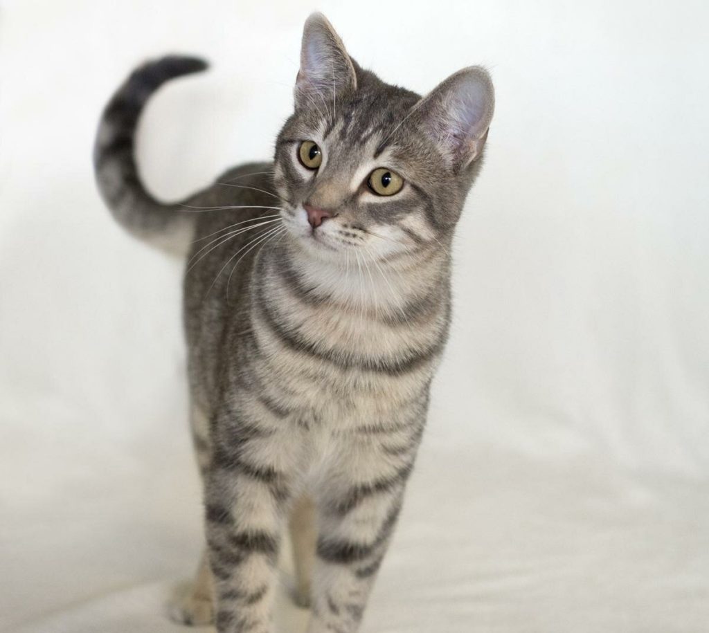 Unveiling the Enchanting Asian Cat: A Journey Through History, Traits ...