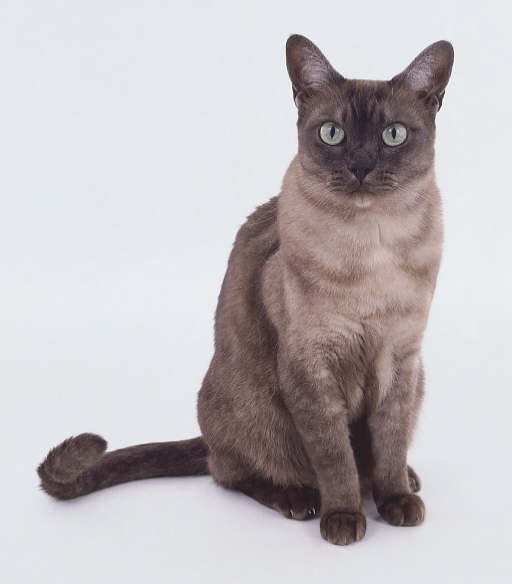 Asian Cat | Meow Cats - Cat Breeds & Types of Cats
