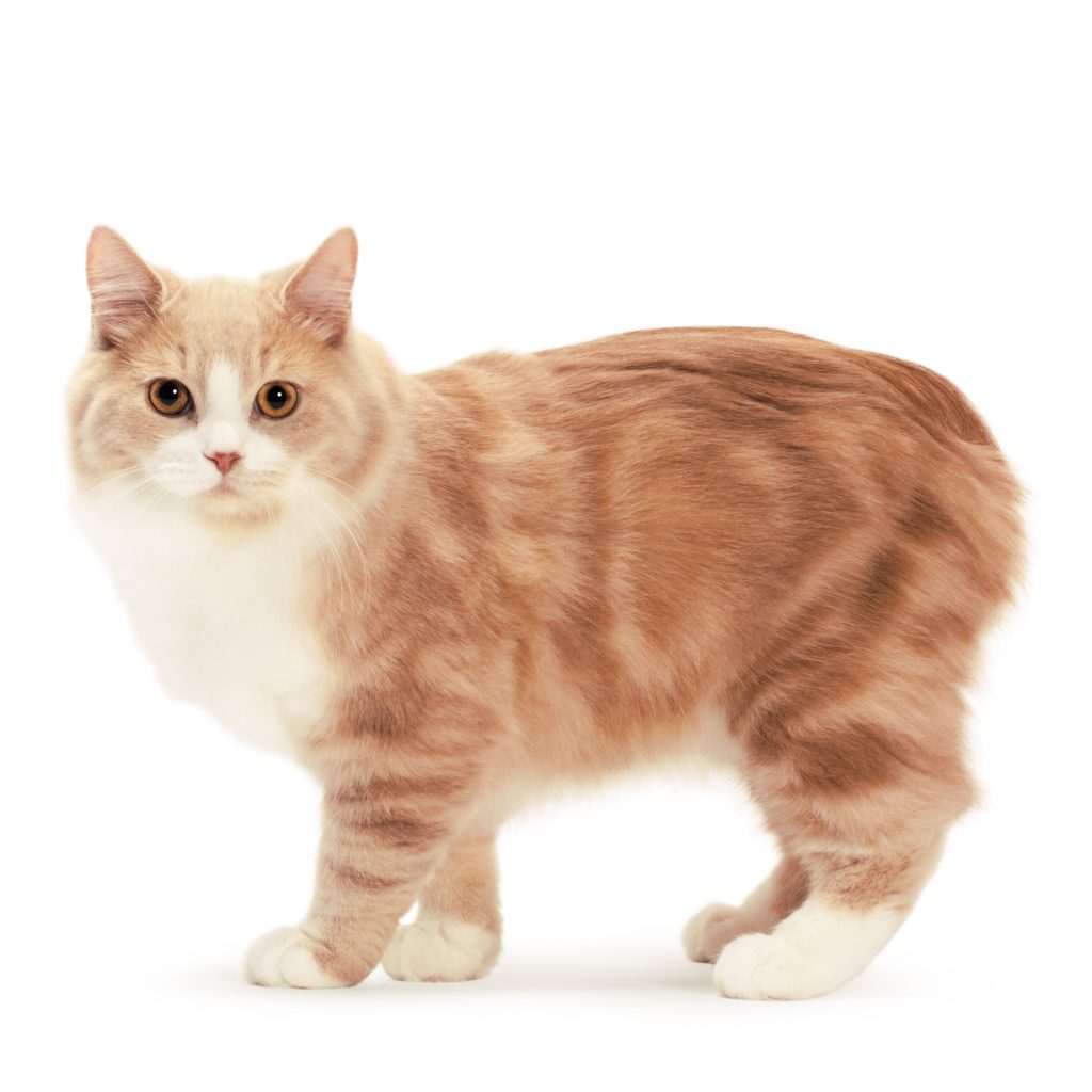 Cymric Cat Breed, a Semi-long-haired Variety of the Manx | Meow Cats ...