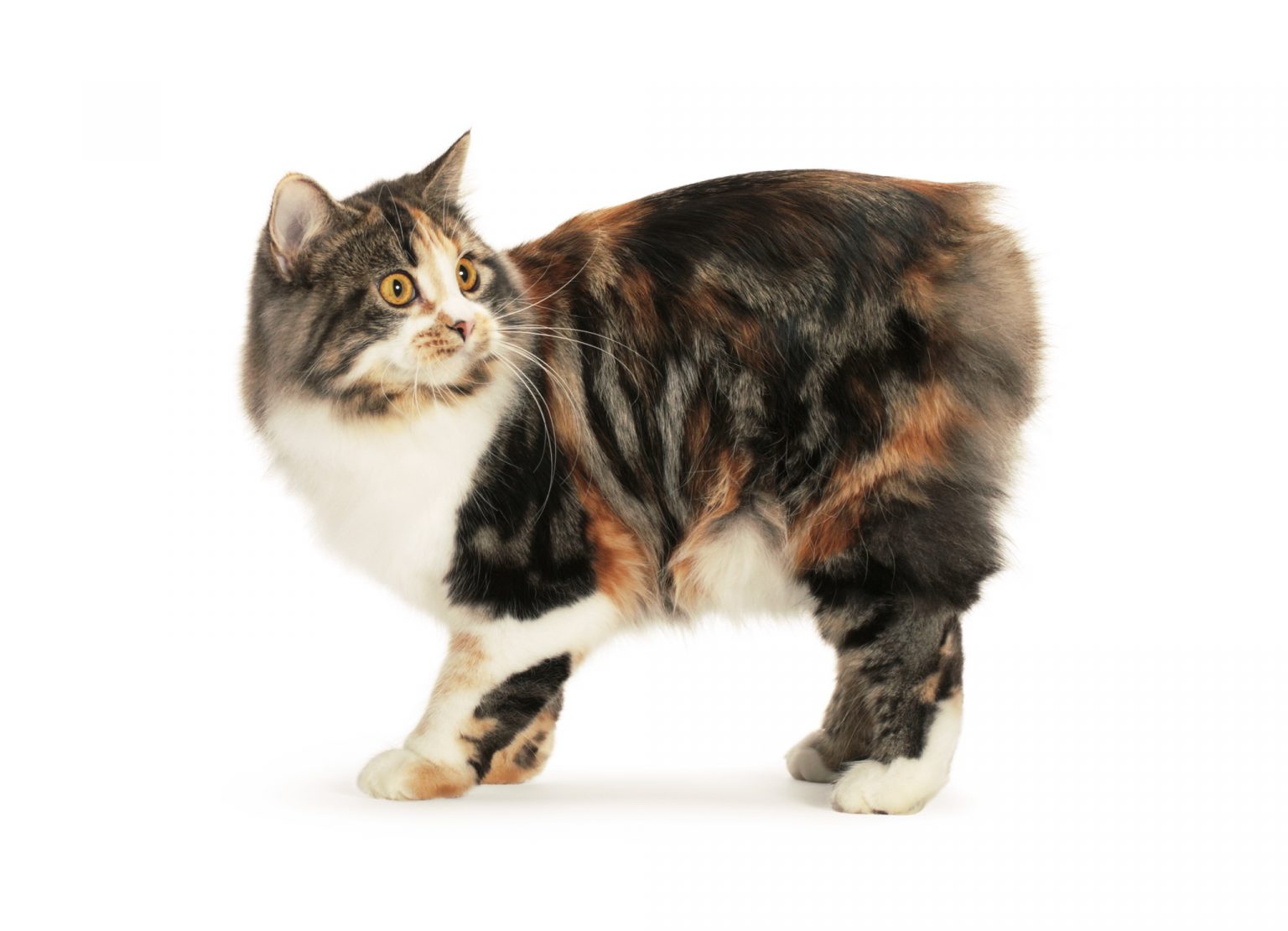 Cymric Cat Breed, a Semi-long-haired Variety of the Manx | Cat Breeds ...
