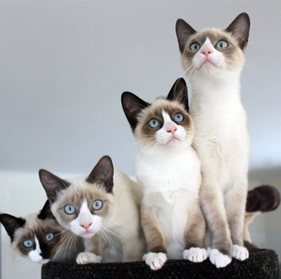What Is Unique About the Snowshoe Cat | Meow Cats - Cat Breeds & Types ...